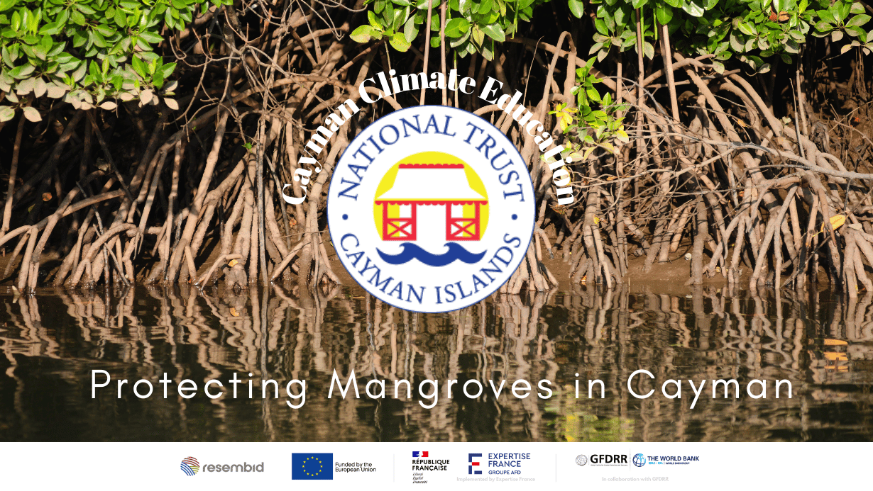 Protecting Mangroves in Cayman